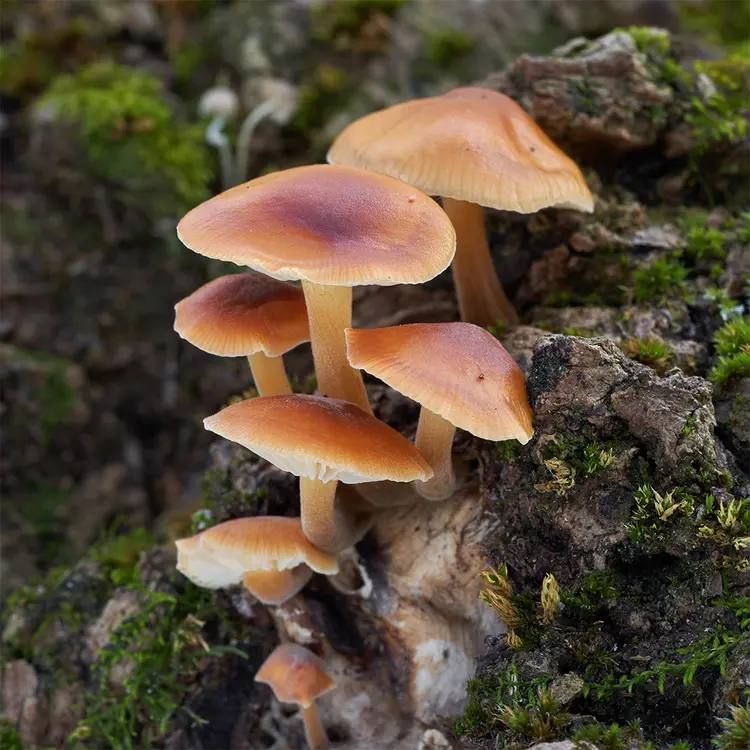 Аромаолія Enoki Forest (Лісовий Енокі) купити в магазині товарів для ...